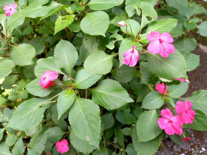 Small Red Flowers Grow Beautifully Stock Image - Image of flowers, rose ...