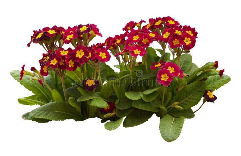 Small Red Flowers Growing in a Bunch Stock Photo - Image of colourful ...