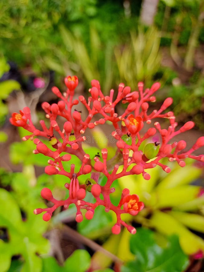 Small Red Flowers Like Bones that are Unique and Beautiful Stock Photo ...