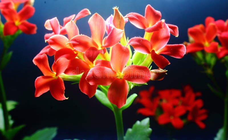 Small red flowers. stock photo. Image of flower, floral - 83842122