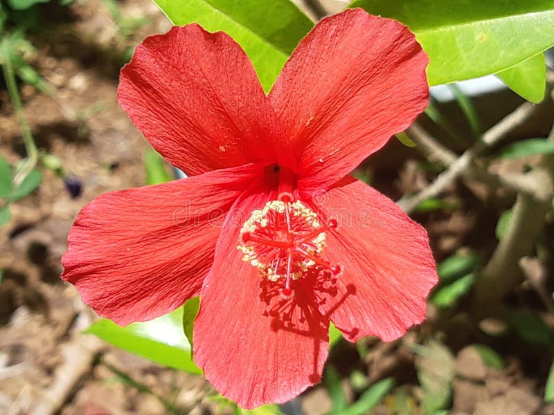 Small red flowers stock photo. Image of flower, wildflower - 247895958