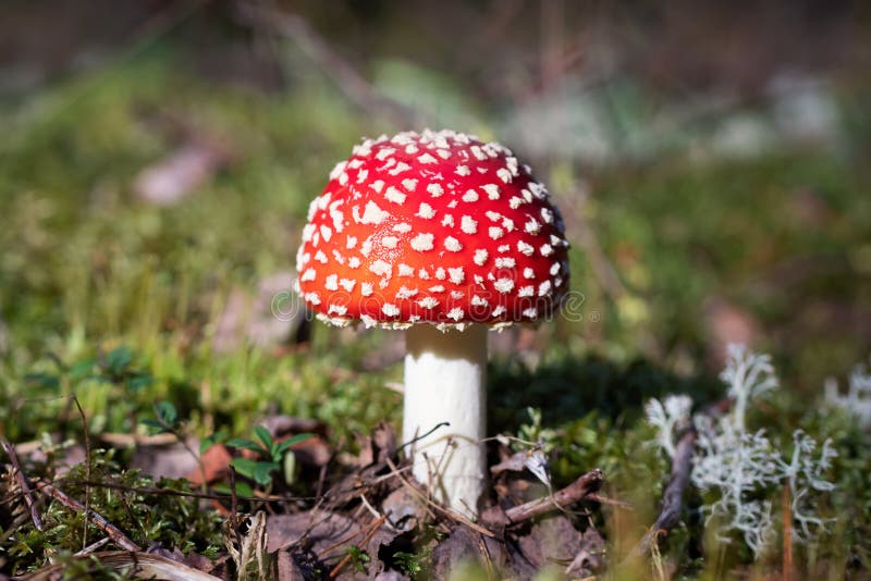 Small Red Fly Agaric in the Forest Stock Image - Image of forest ...