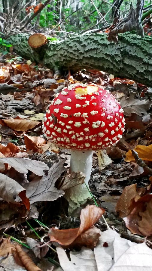 Small Red Fly Agaric in the Forest Stock Photo - Image of small, tree ...