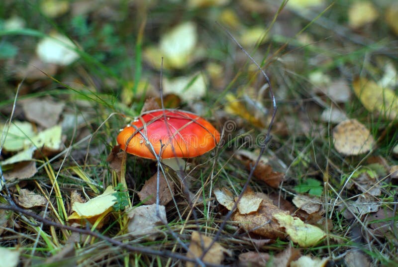 Small Red Fly Agaric in the Grass Stock Photo - Image of amanita ...