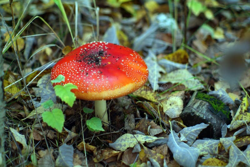 Small Red Fly Agaric in the Grass Stock Image - Image of nature, grass ...