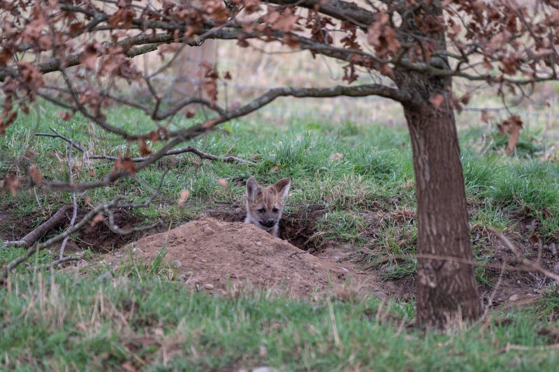 Small Red Fox Seen Peeking Out from Its Hiding Place, a Hole in the ...