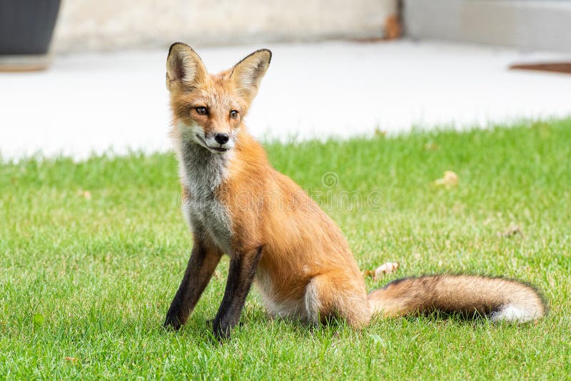 Small Red Fox Sitting on a Lawn Stock Image - Image of orange, animal ...