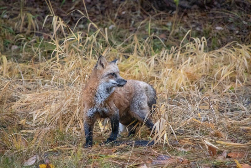 Red Fox Outdoors in the Fall Stock Photo - Image of vulpes, autumn ...