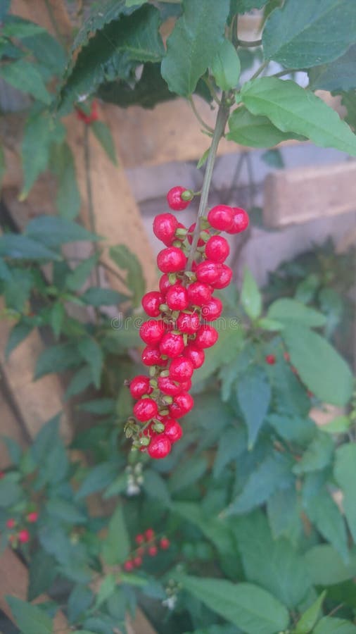 Small red fruit stock photo. Image of tree, small, plant - 200354024