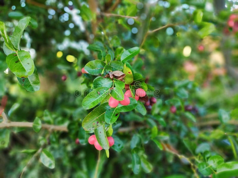Small Red Fruit of Karanda Tree Stock Photo - Image of antimicrobial ...