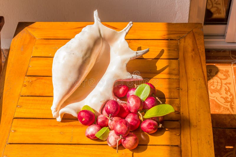 Small Red Fruit and Shell on Table Stock Photo - Image of horizontal ...
