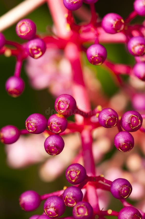 Small Red Fruits stock image. Image of group, fruit, fruits - 12677059