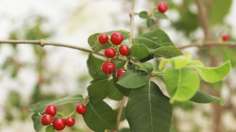 The Small Red Fruits are Beautiful on the Plant Stock Photo - Image of ...