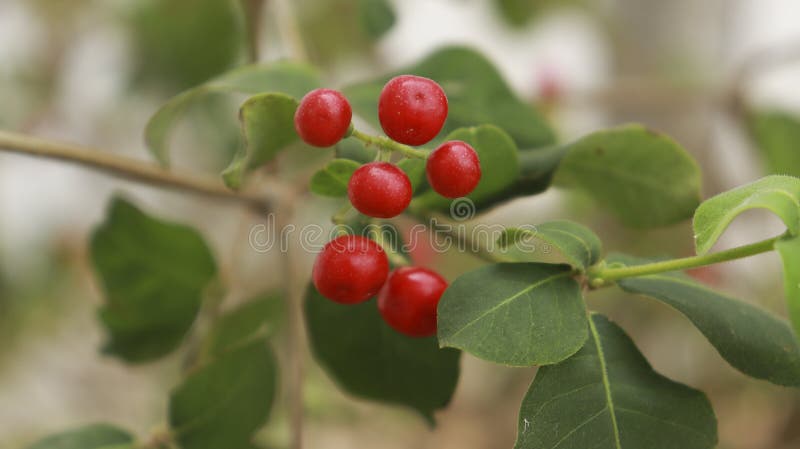 The Small Red Fruits are Beautiful on the Plant Stock Photo - Image of ...