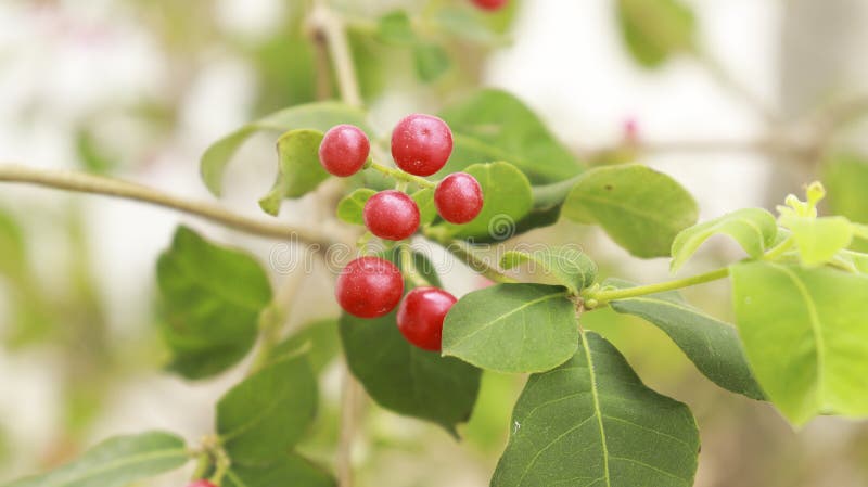 The Small Red Fruits are Beautiful on the Plant Stock Photo - Image of ...