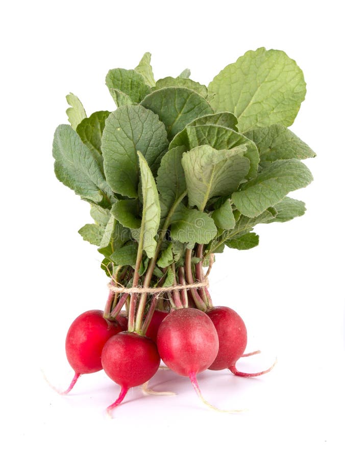 Small Red Garden Radish Isolated on White Background Stock Photo ...