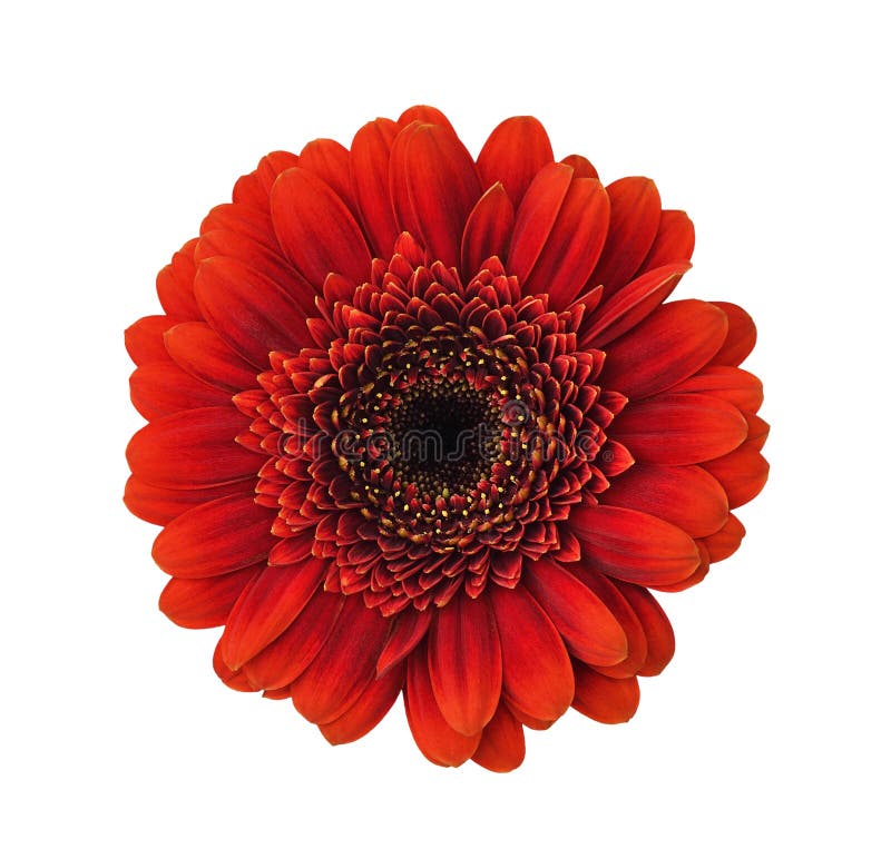 Small Red Gerbera Flower Germini Isolated Stock Photo - Image of tender ...