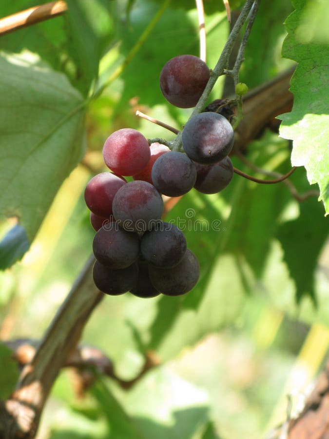 Small red grapes stock image. Image of autumn, beautiful - 225543595