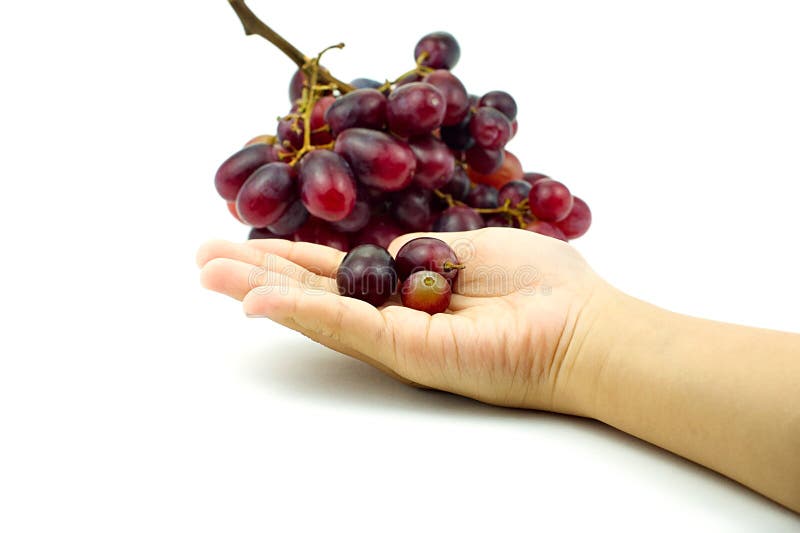 Small Red Grapes in Children`s Hand and Bunch of Grapes Stock Photo ...