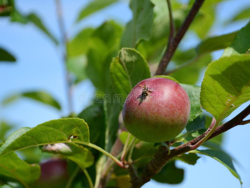 Small red and green apple stock image. Image of growing - 41801321