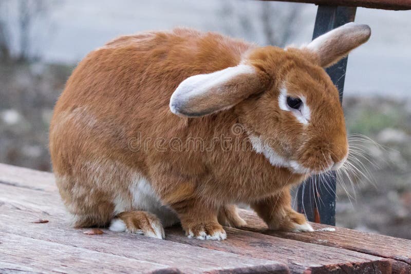 A Small, Red-haired, Fluffy, Domestic Rabbit Sits on a Wooden Bench on ...