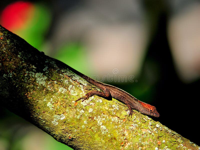 Closeup of a Big Lizard stock image. Image of cold, lizard - 21201751