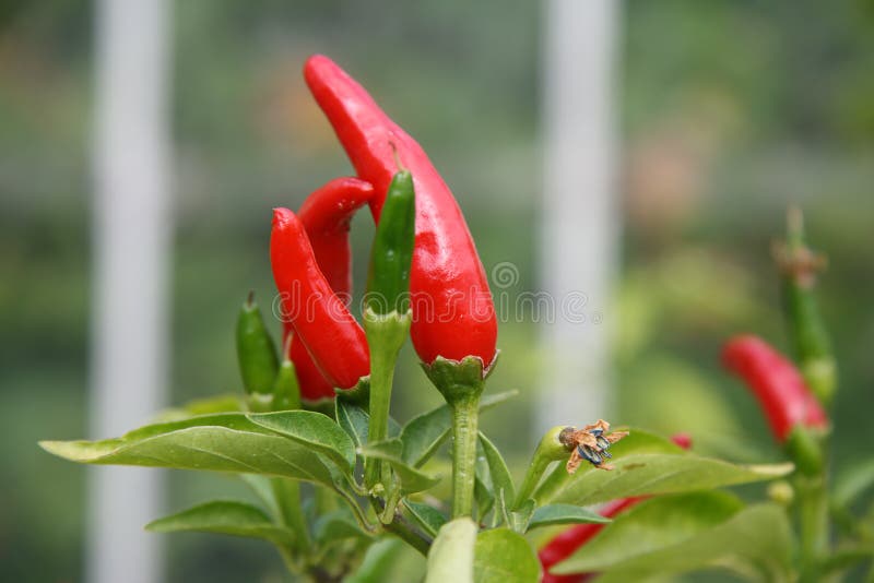 Small Red Hot Chilli Pepper Picture. Image: 2958065