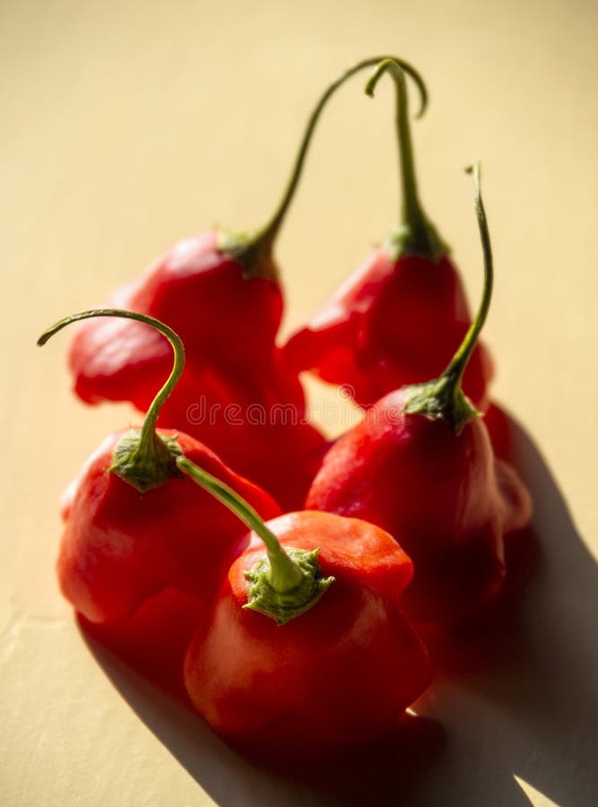 A Small Red Hot Pepper in the Form of a Bell on a Wooden Table in ...