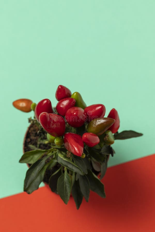 Small Red Hot Pepper in a Pot. Stock Image - Image of foliage, burning ...