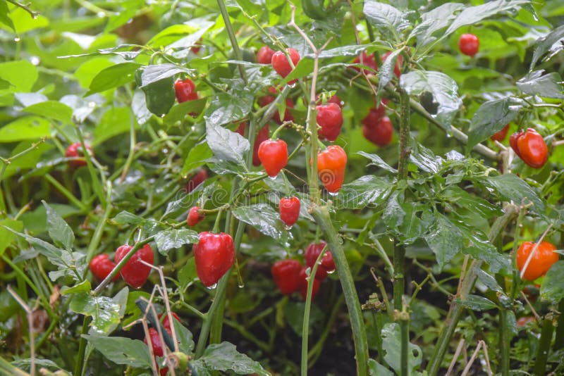 Small red hot peppers grow stock image. Image of organic - 227878293