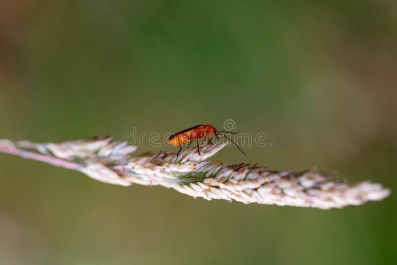Small Red Insect Above a Stalk of Grass. Beetle in Nature in Biotope ...
