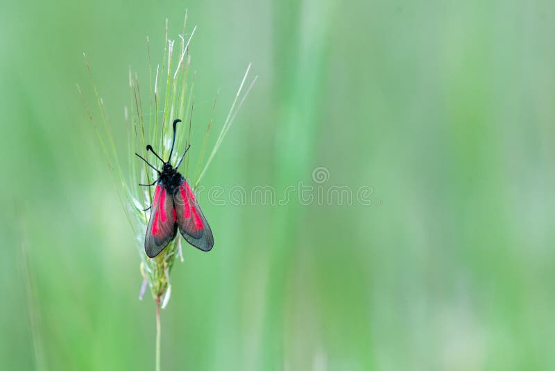 A Small Red Insect is Caught on a Green Leaf Stock Image - Image of ...