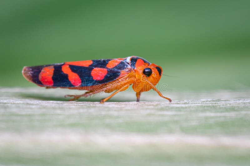 Small Red Insect Perched on a Green Leaf Stock Image - Image of nature ...