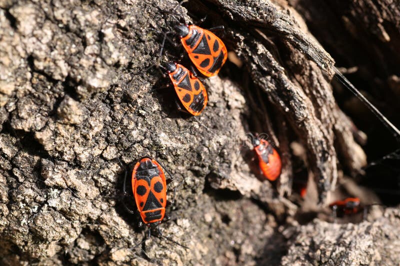 Small Red Insects on a Tree. Macroshot Stock Photo - Image of macroshot ...