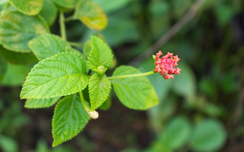 A small red jungle flower stock photo. Image of flowering - 125346406