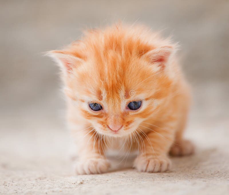 Small red kitten stock image. Image of kitten, cute, whiskers - 9937459