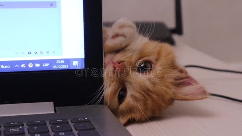 Maryia Samalevich (Msamolevich60) - Videos