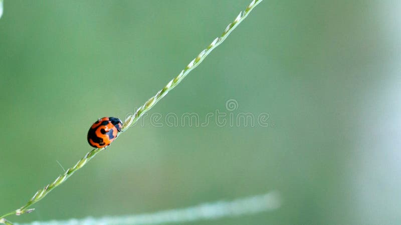 The Small Red Lady Bug on the Edge of Grass. Stock Photo - Image of ...