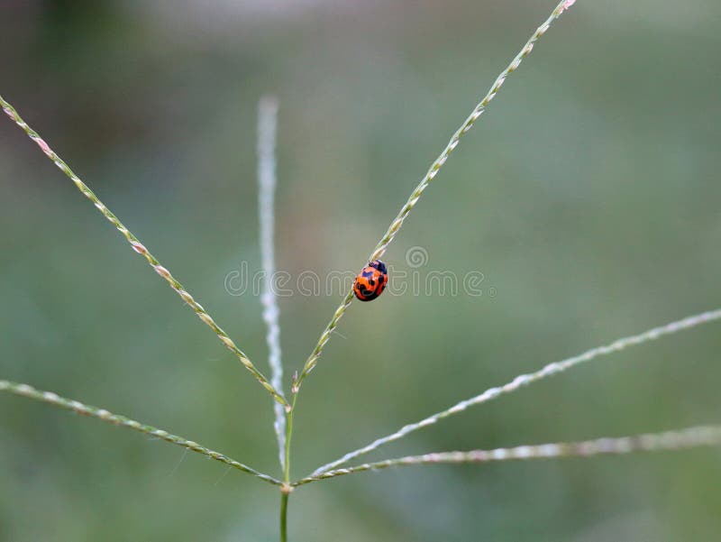 The Small Red Lady Bug on the Edge of Grass. Stock Image - Image of ...