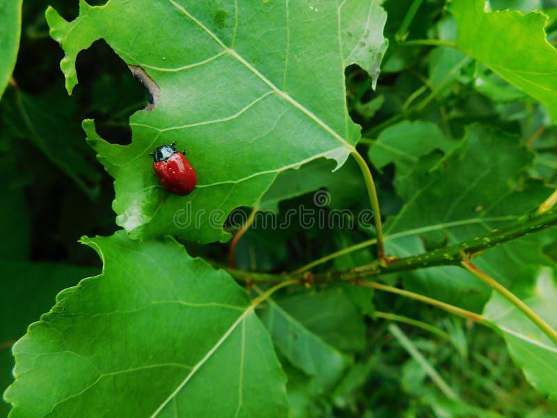 A Red Ladybug without Black Spots on a Green, Bitten Leaf Stock Photo ...