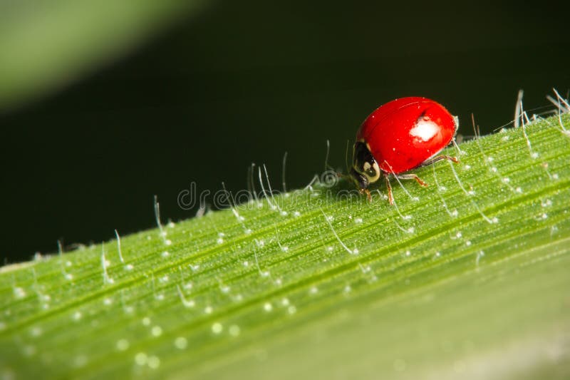 Small Red Ladybug on Green Leaf Stock Image - Image of flying, insect ...