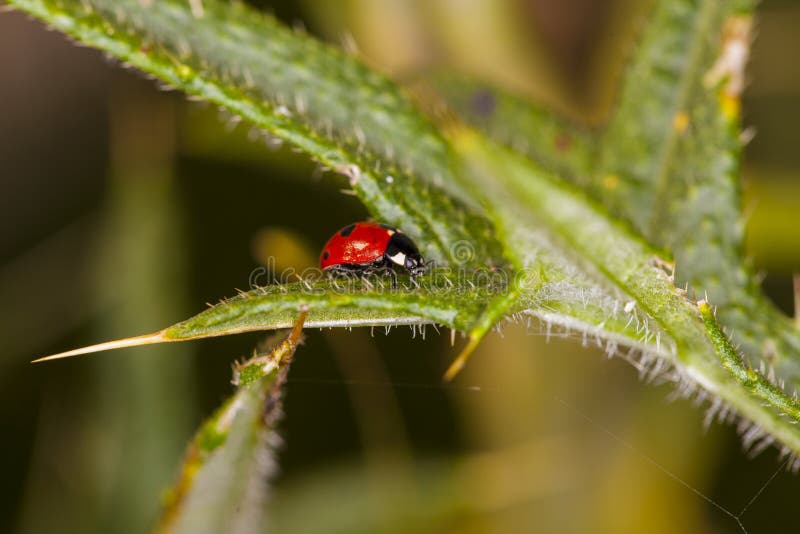 Small Red Ladybug on a Leaf Stock Image - Image of ladybird, lawn: 78977297
