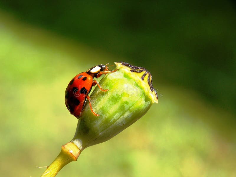 Small Red Ladybug on a Plant Stock Photo - Image of animal, nature ...