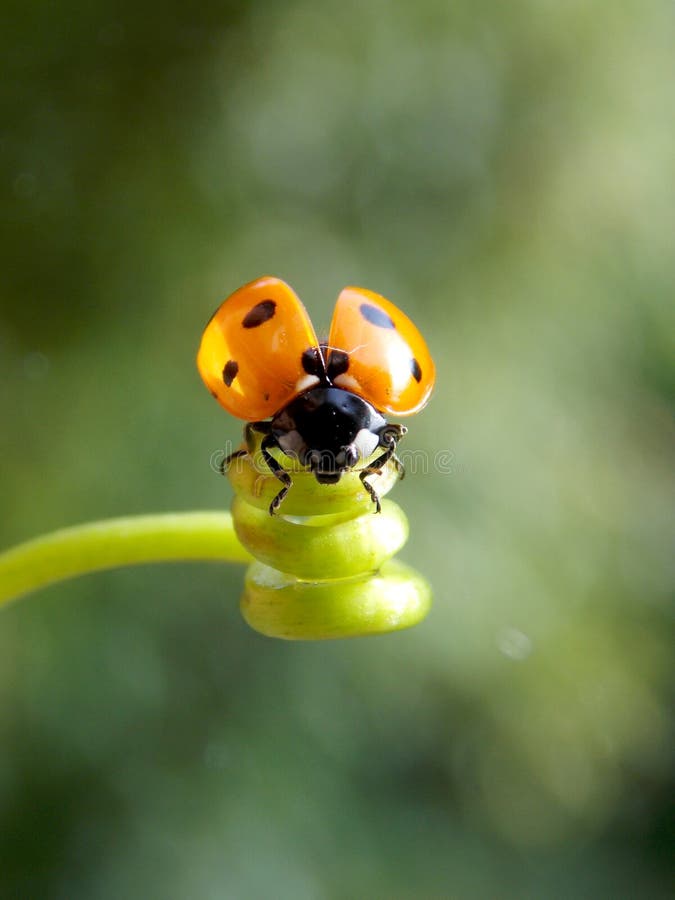 Ladybug stock image. Image of plant, little, color, animal - 99897531