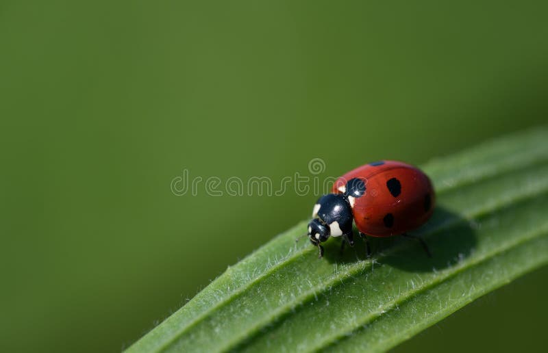A Small Red Ladybug Sits on a Green Leaf in Nature. the Background is ...