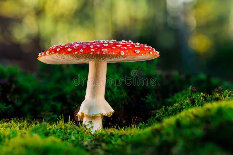 A Small Red Lucky Charm in Soft Damp Moss on the Edge of the Forest. a ...