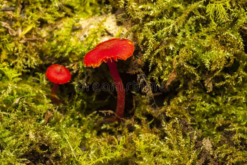Small Red Mushroom a Macro Shot in Garden Stock Image - Image of autumn ...