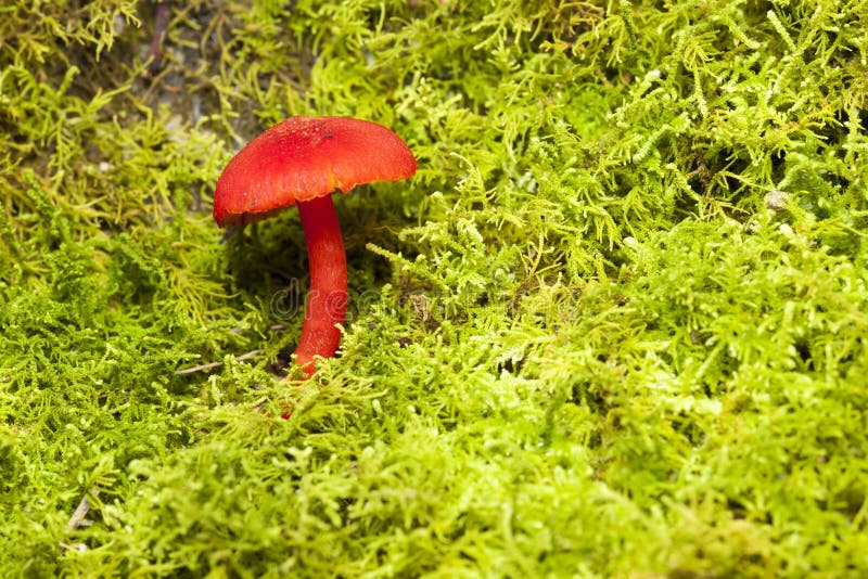 Small Red Mushroom a Macro Shot in Garden Stock Photo - Image of health ...