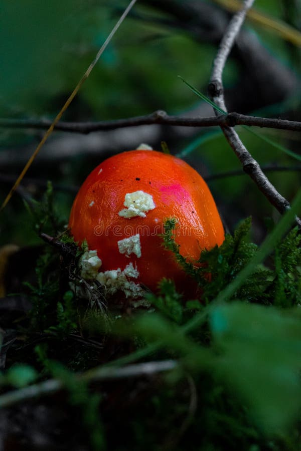 A Small Red Mushroom Bud in a Dark Forest Covered in Moss and Branches ...