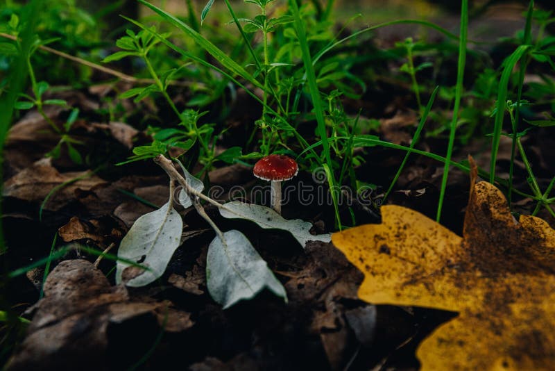 Small Red Mushroom Growing among Lush Vegetation on the Forest Floor ...